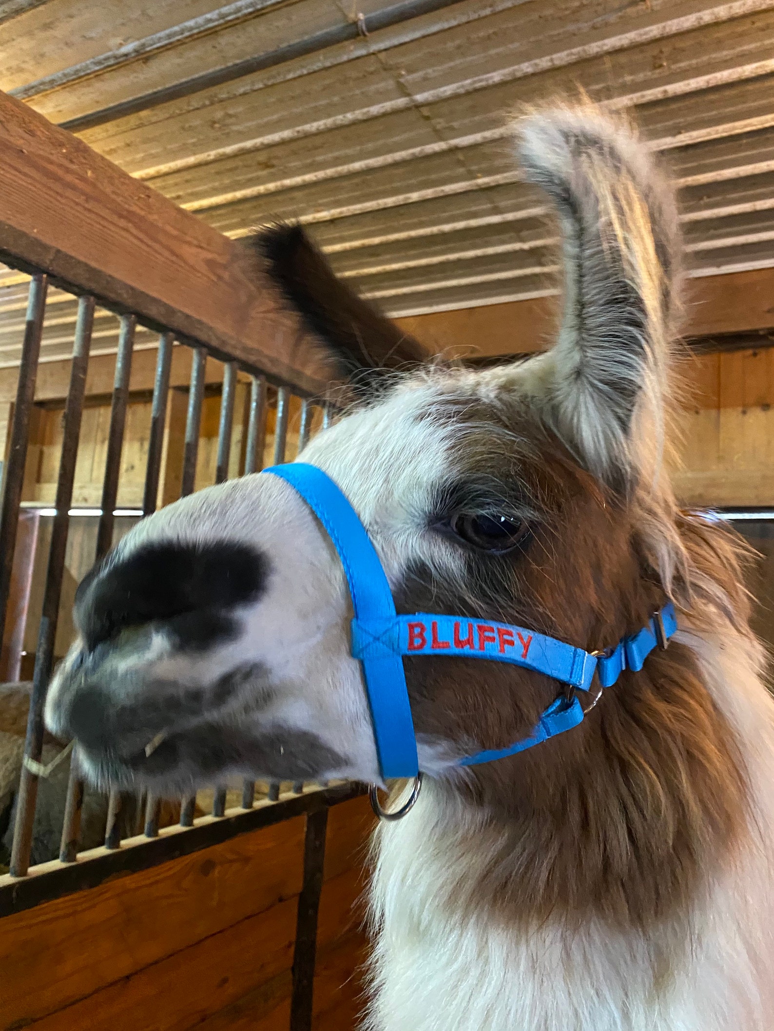 Monogrammed Llama Halters - Etsy