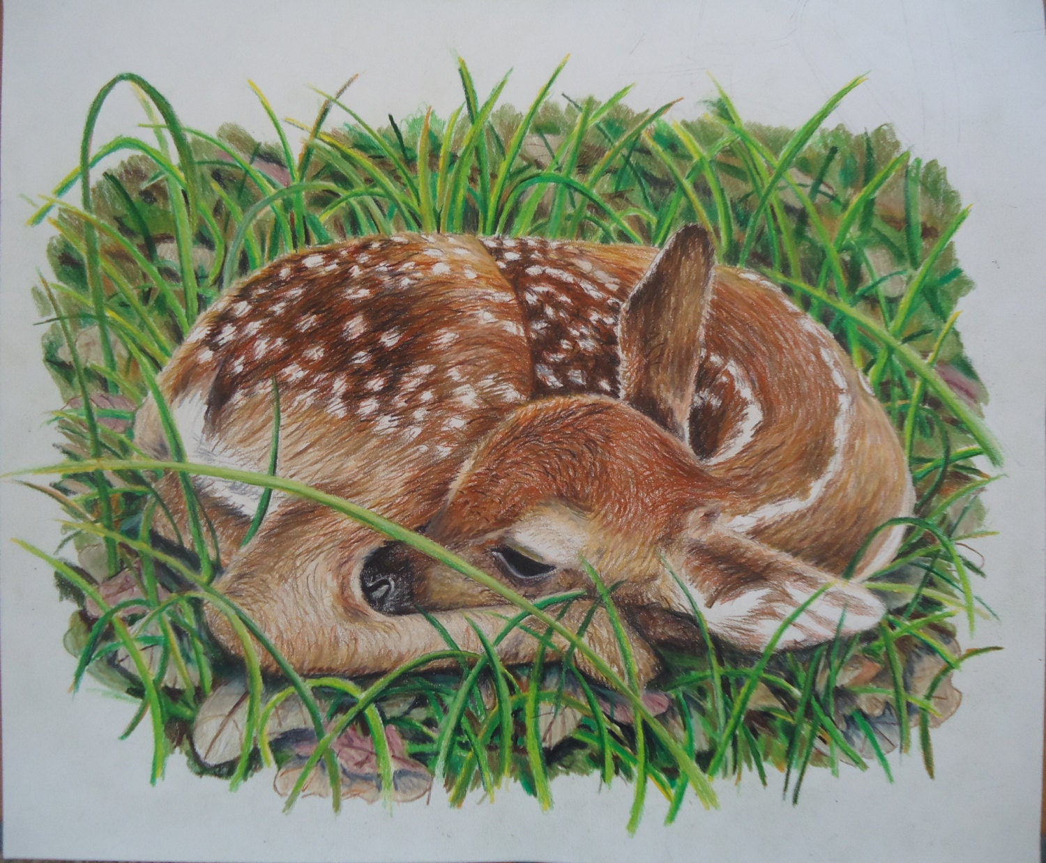 Baby Deer Pencil Drawing