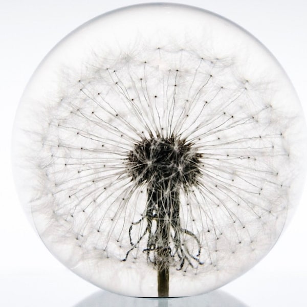 Real Dandelion Seeds - Etsy