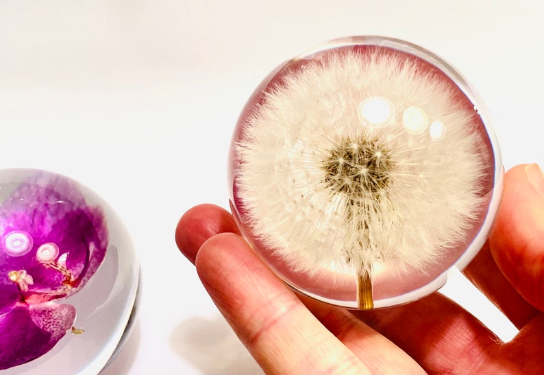 Weed or Flower Paperweights - Made From Real Dandelion Seed Puffs and ...