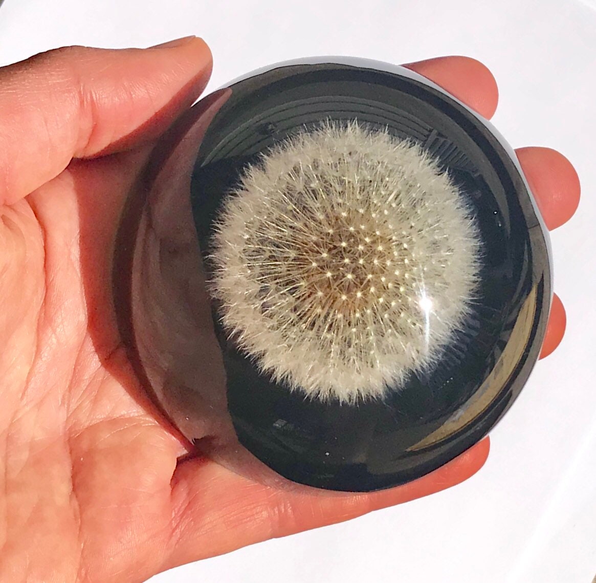 Dandelion Paperweight (dome Shape) - Made From a Real Dandelion Seed ...
