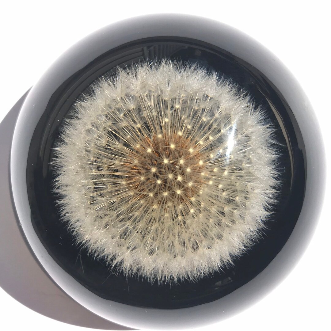 Dandelion Paperweight (dome Shape) - Made From a Real Dandelion Seed ...