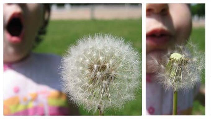 Dandelion Paperweight Made From a Real Dandelion Seed Puff - Etsy