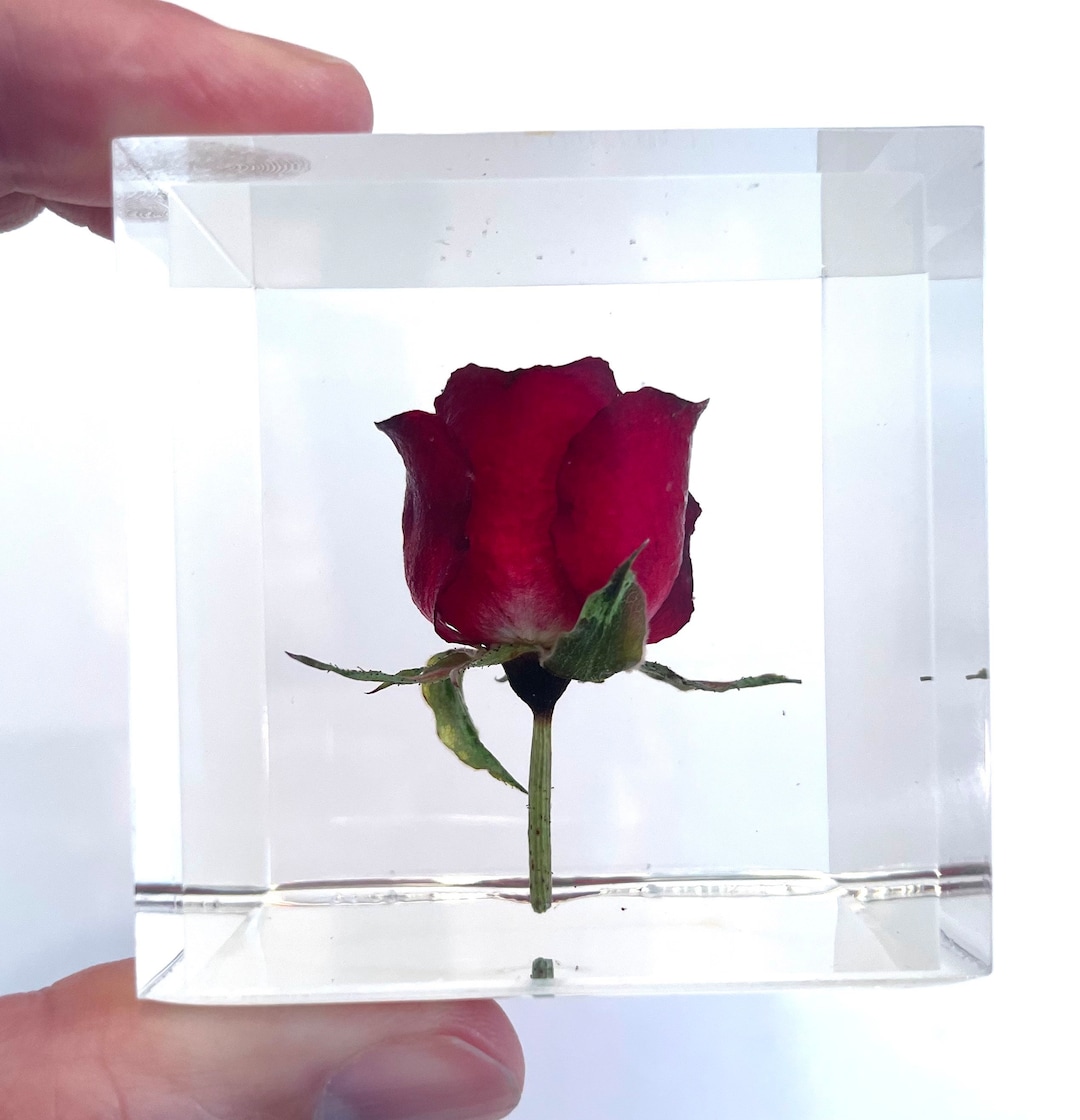 Red or White Rose Cube Paperweight - Made From a Real Rose Flower! Rose ...