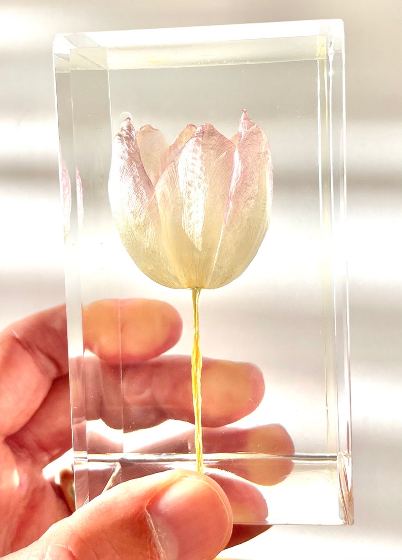 Pink Tulip Paperweight Cube - Made From a Real Tulip Flower! Tulip Card ...