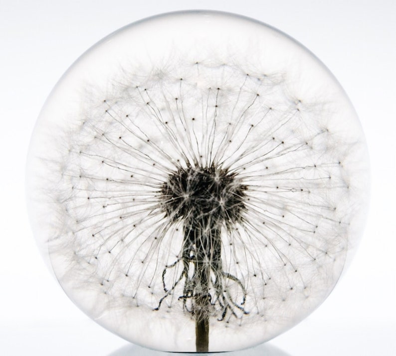Dandelion Paperweight - Made From a Real Dandelion Seed Puff ...