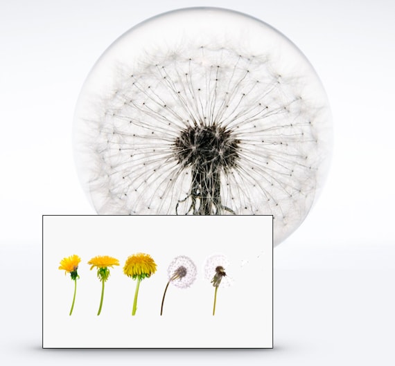 Dandelion Paperweight Made From a Real Dandelion Seed Puff - Etsy
