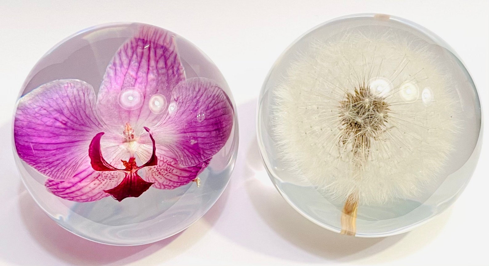 Weed or Flower Paperweights - Made From Real Dandelion Seed Puffs and ...