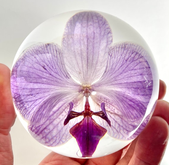 Weed or Flower Paperweights Made From Real Dandelion Seed - Etsy