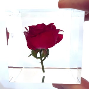 Red or White Rose Cube Paperweight - Made From a Real Rose Flower! Rose ...