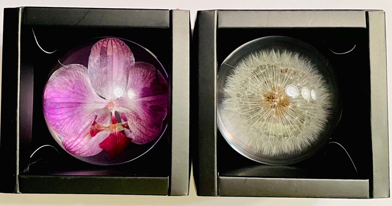Weed or Flower Paperweights - Made From Real Dandelion Seed Puffs and ...