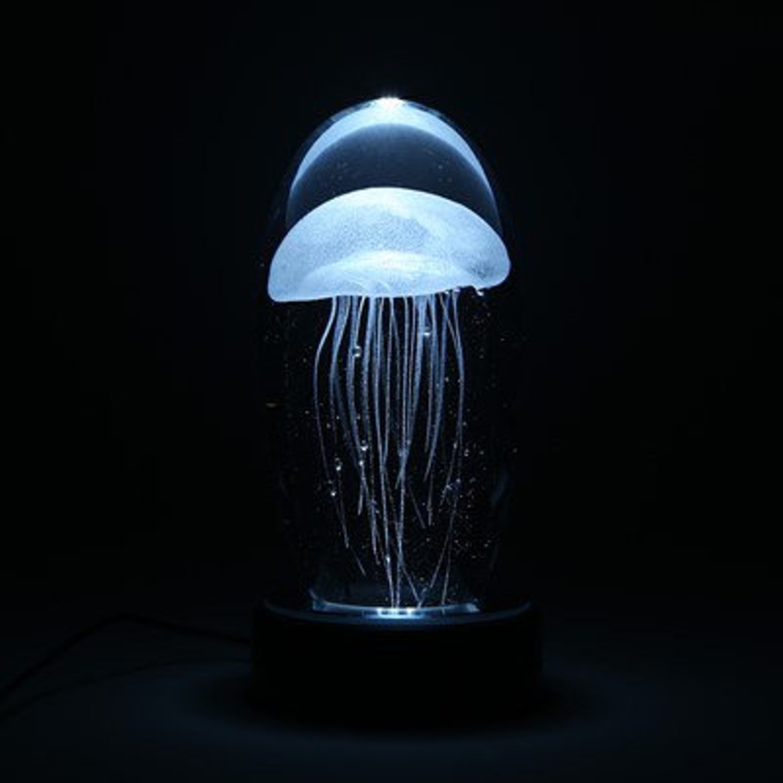 Paperweight Lighted Base Great for Displaying Your Dandelion - Etsy