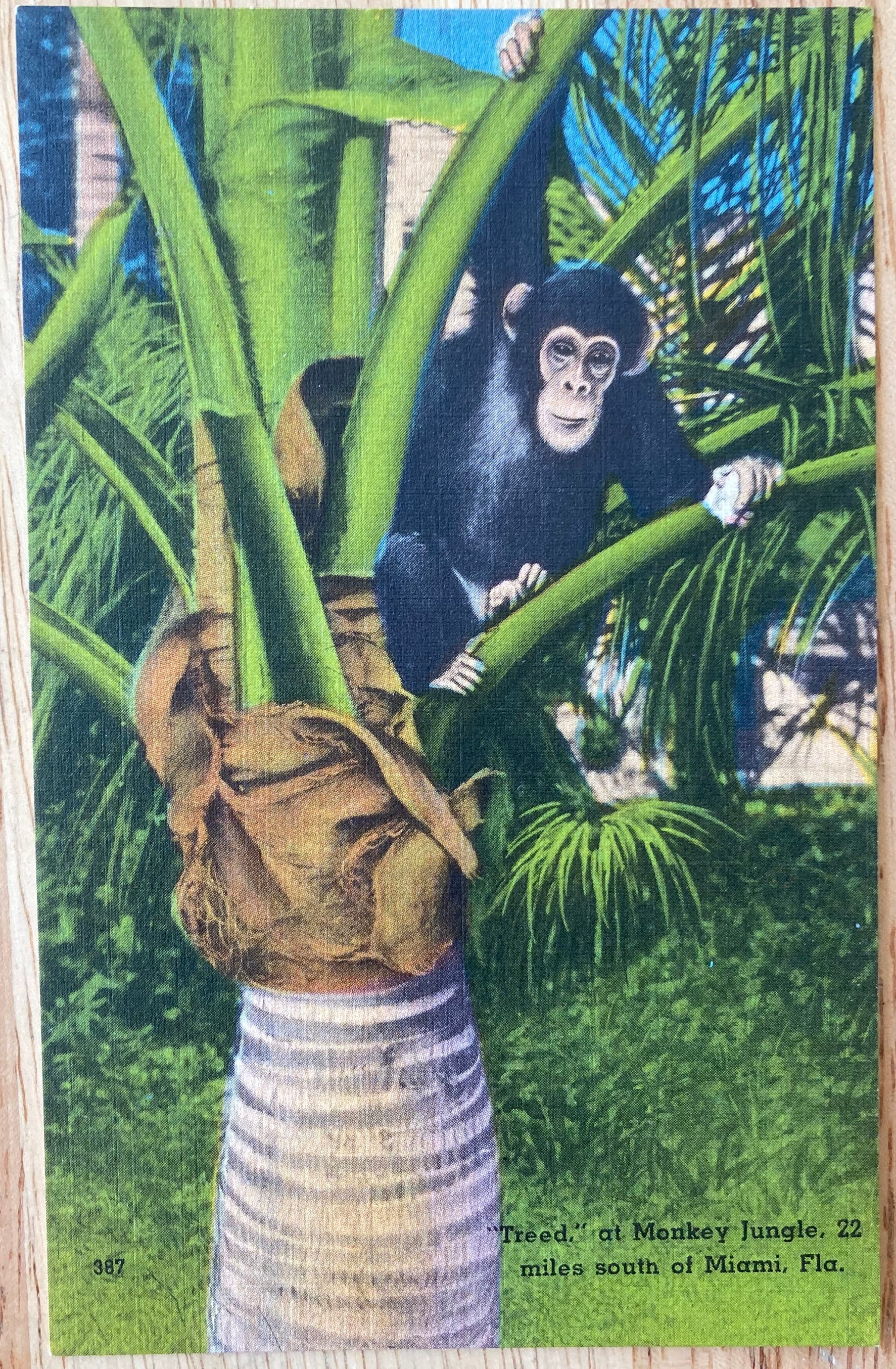 Girl From Miami Monkey