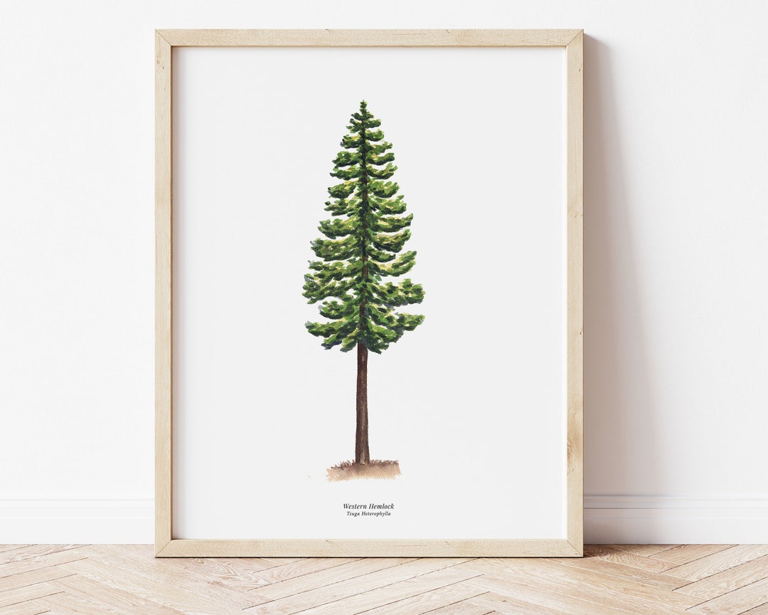 Western Hemlock Evergreen Tree of the Pacific Northwest | Watercolor ...