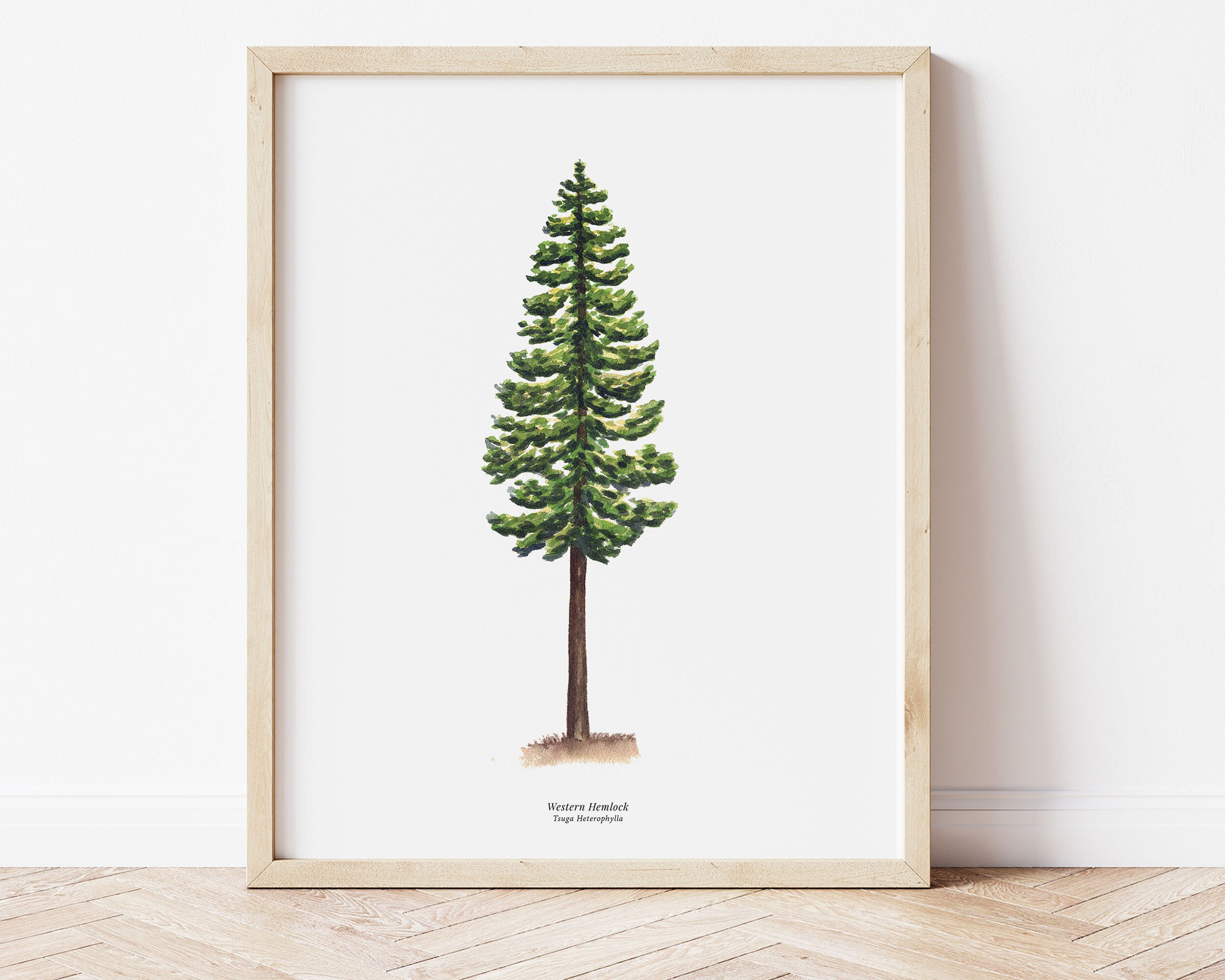 Western Hemlock Evergreen Tree of the Pacific Northwest Watercolor ...
