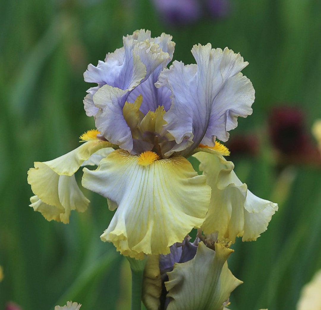 Iris 'let Evening Come' Fall Pre-order - Etsy