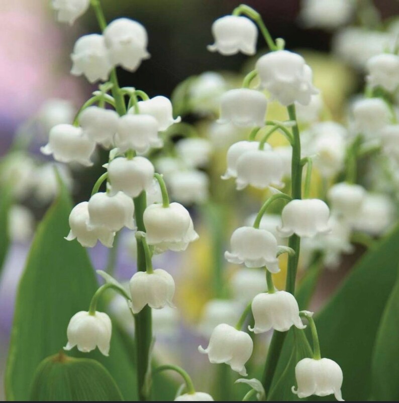 Lily of the Valley | Convallaria Majalis | Set of 5 Pips | Pre-order ...
