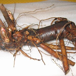 Paula Fay Peony 1 Bare Root Peony - Etsy