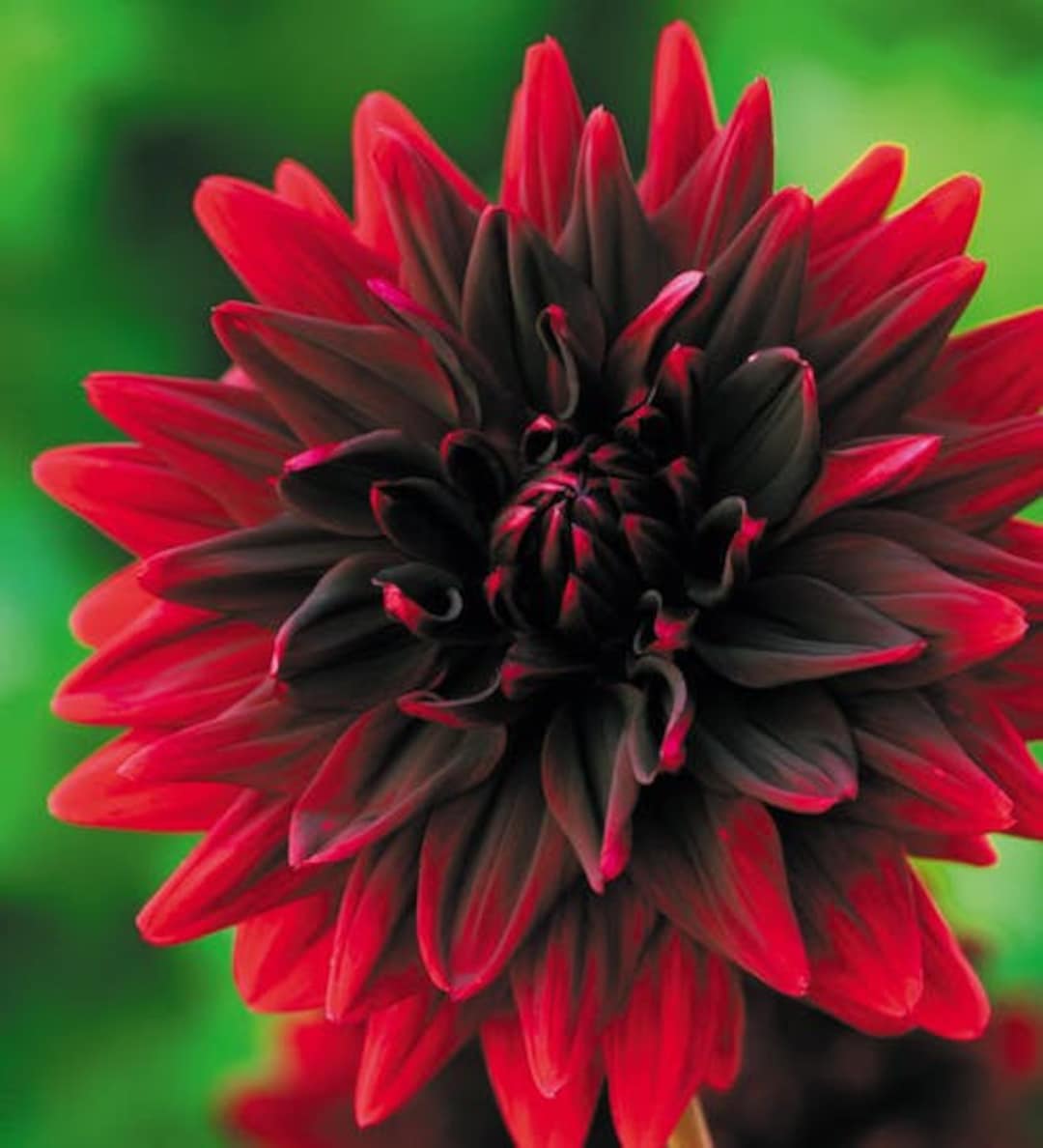 Sam Hopkins Dahlia Tuber - Etsy