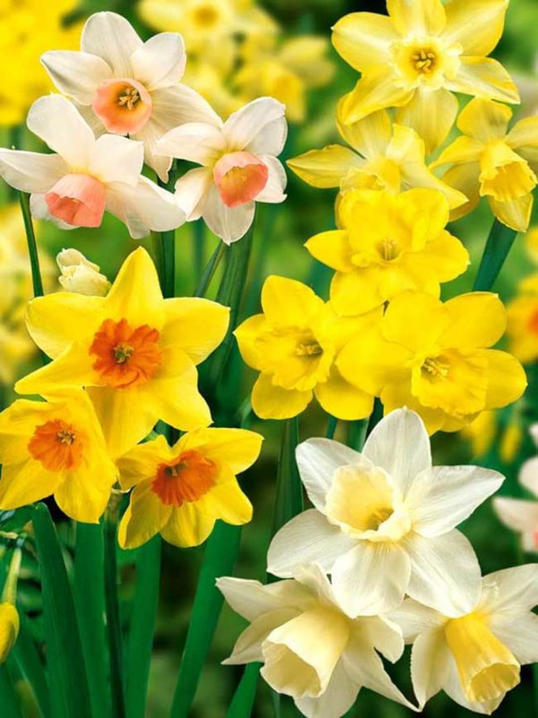 Daffodil Fragrant Mixture Bag of 10 Bulbs - Etsy