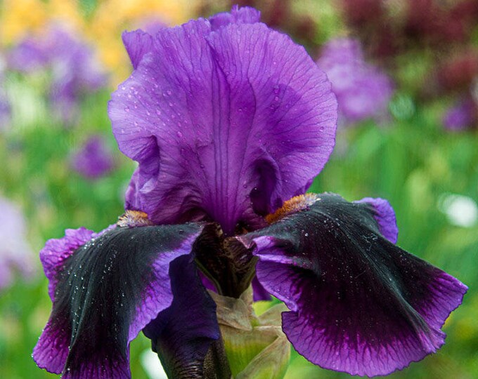 Iris 'pagan Dance' - Reblooming Iris Rhizome - Etsy