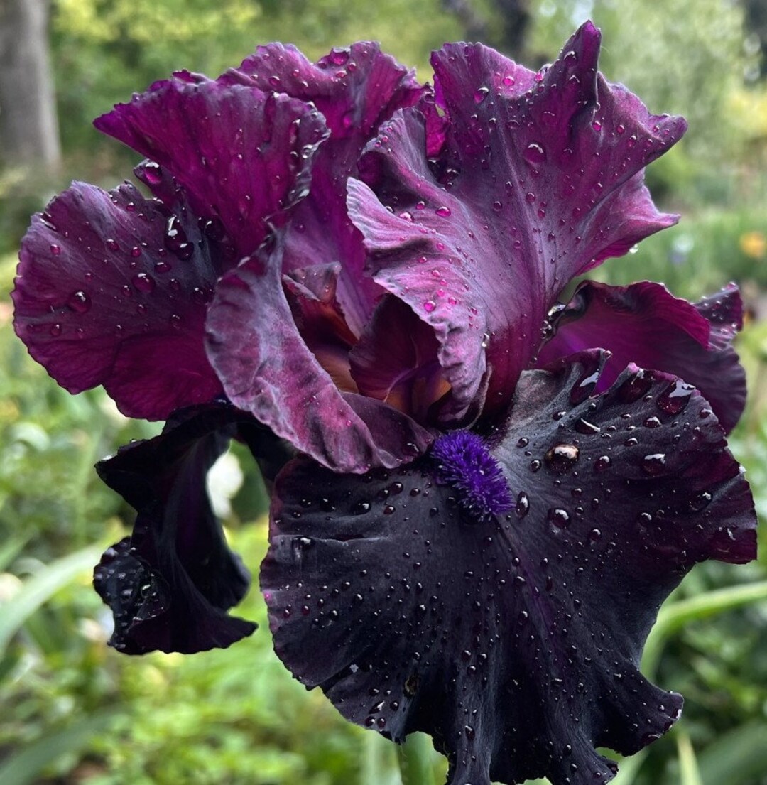 Iris 'devil's Punchbowl' Rhizome - Etsy