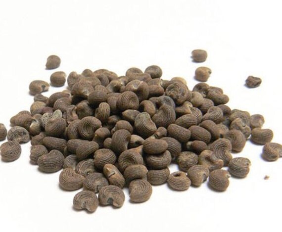 Ambrette Seed Oil, Ambrette Musk Seed Oil, Ambrette Oil Absolute ...