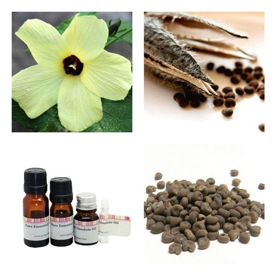 Ambrette Seed Oil, Ambrette Musk Seed Oil, Ambrette Oil Absolute ...