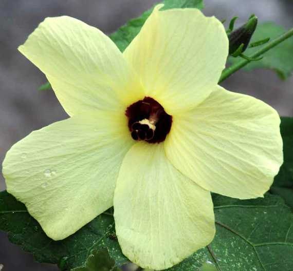 Ambrette Seed Oil, Ambrette Musk Seed Oil, Ambrette Oil Absolute ...