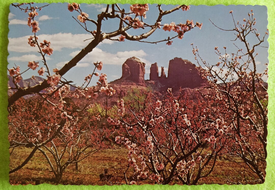 Arizona, Vintage Postcard, Springtime in Oak Creek Canyon, Blossoms ...