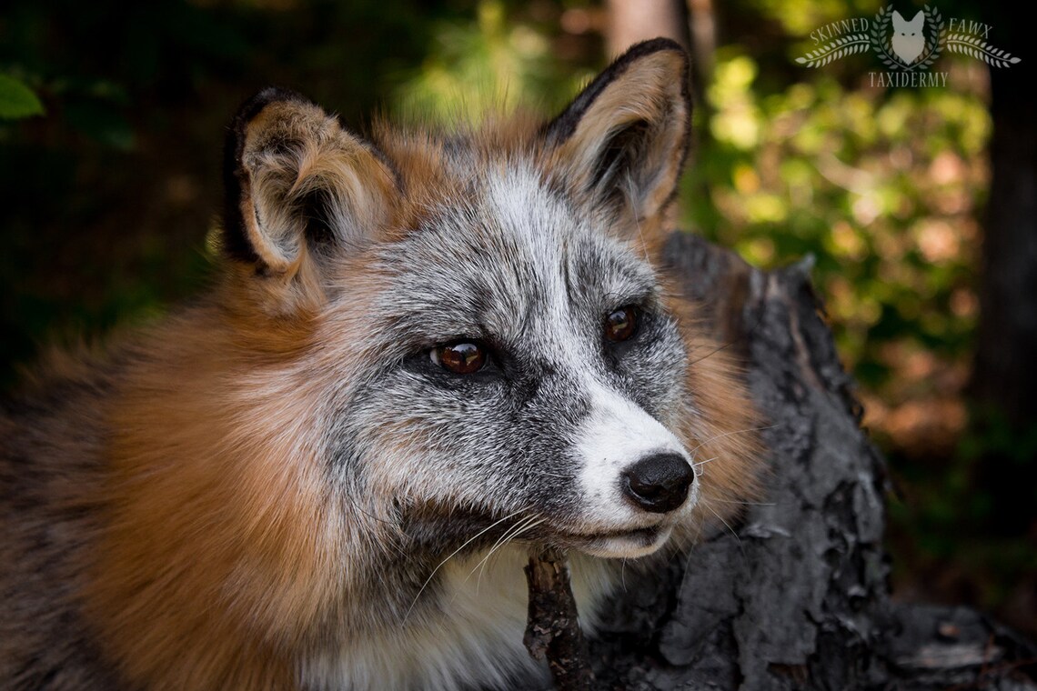 Dorien the Whitemark Cross/Calico Fox Soft Mount | Etsy