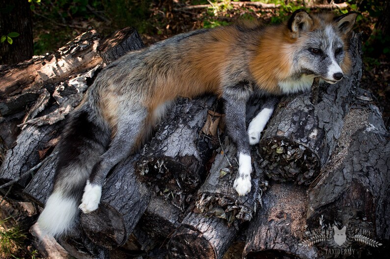 Dorien the Whitemark Cross/Calico Fox Soft Mount | Etsy