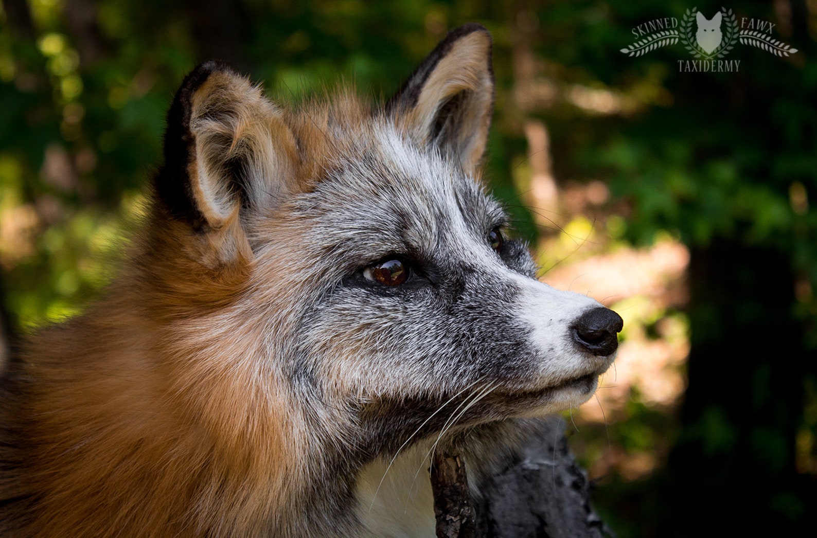 Dorien the Whitemark Cross/Calico Fox Soft Mount | Etsy