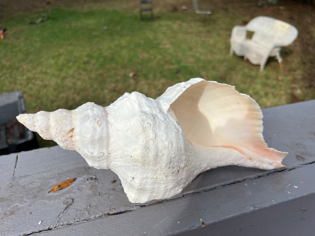 Florida Gulf Horse Conk Shell - Etsy