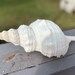 Gulf Coast Florida Horse Conk Shell - Etsy