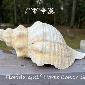 Gulf Coast Florida Horse Conk Shell NAUTICAL GIFTS - Etsy