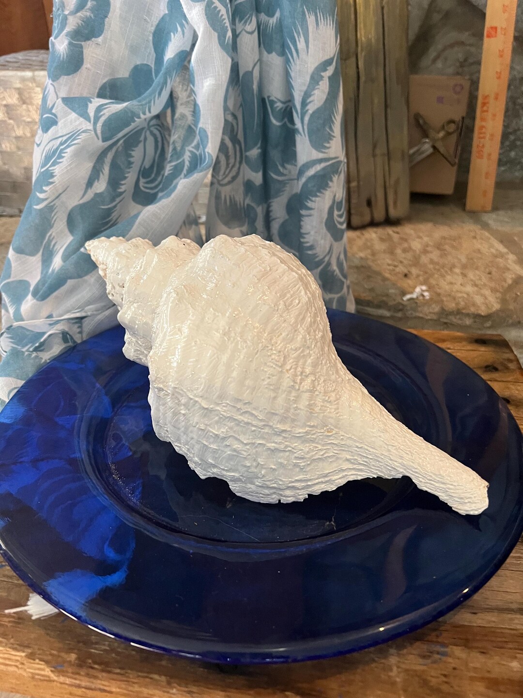 Florida Gulf Horse Conch Shell (12x5") PLUS Bath Sea Sponge - Etsy