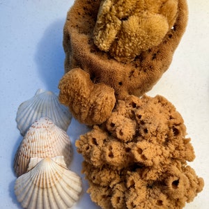 Nautical Gifts 7 VARIETY Tabletop Display Sea Sponge Sea Shell Cottage ...