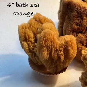 Nautical Gifts 7 VARIETY Tabletop Display Sea Sponge Sea Shell Cottage ...