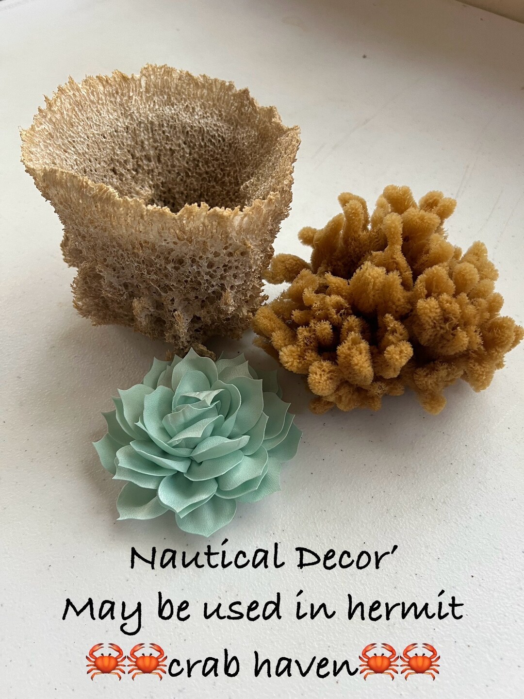 Beachside Tabletop Sea Sponges Display Vase Shape PLUS Knobbie Hermit ...