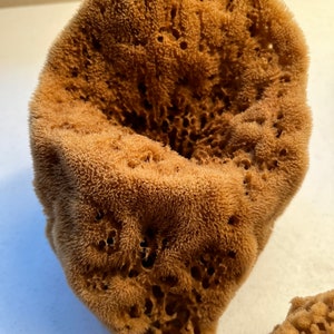 Nautical Gifts 7 VARIETY Tabletop Display Sea Sponge Sea Shell Cottage ...