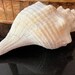 Gulf Coast Florida Horse Conk Shell - Etsy