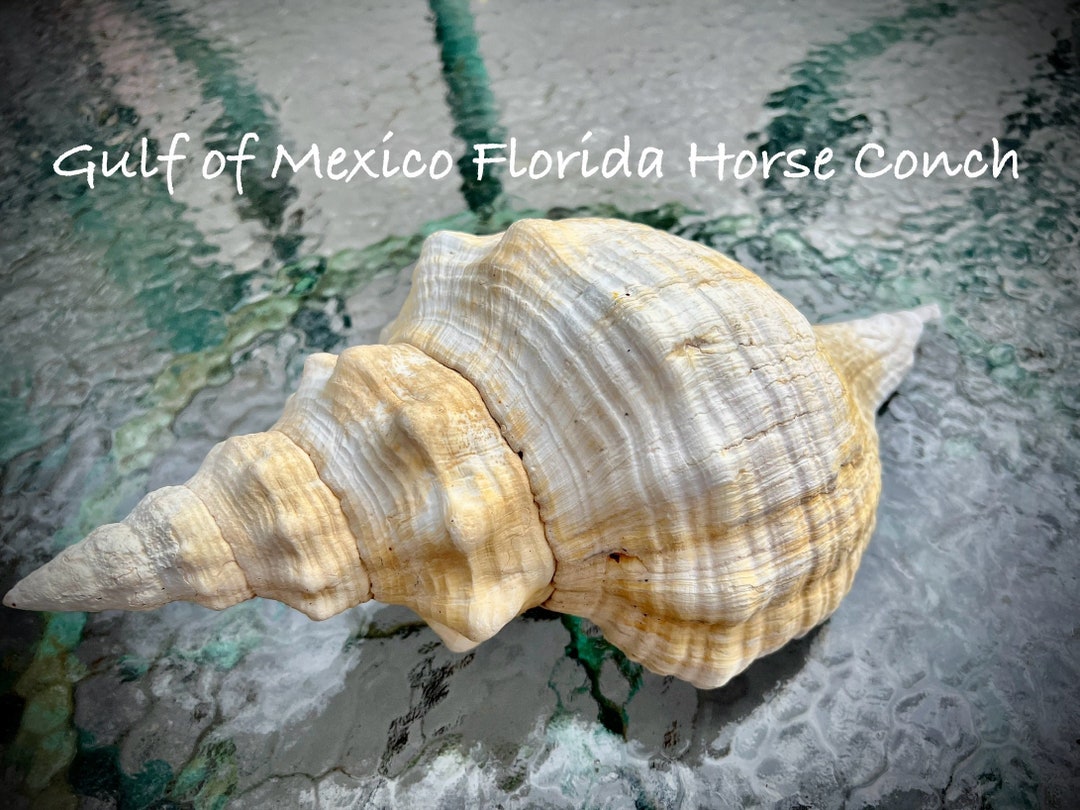 Gulf Coast Florida Horse Conk Shell NAUTICAL GIFTS - Etsy