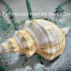 Gulf Coast Florida Horse Conk Shell NAUTICAL GIFTS - Etsy
