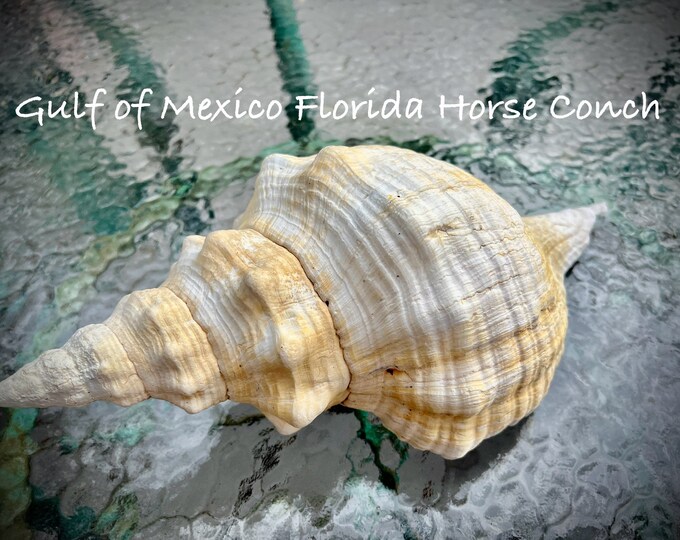 Gulf Coast Florida Horse Conk Shell NAUTICAL GIFTS - Etsy