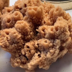 Nautical Gifts 7 VARIETY Tabletop Display Sea Sponge Sea Shell Cottage ...