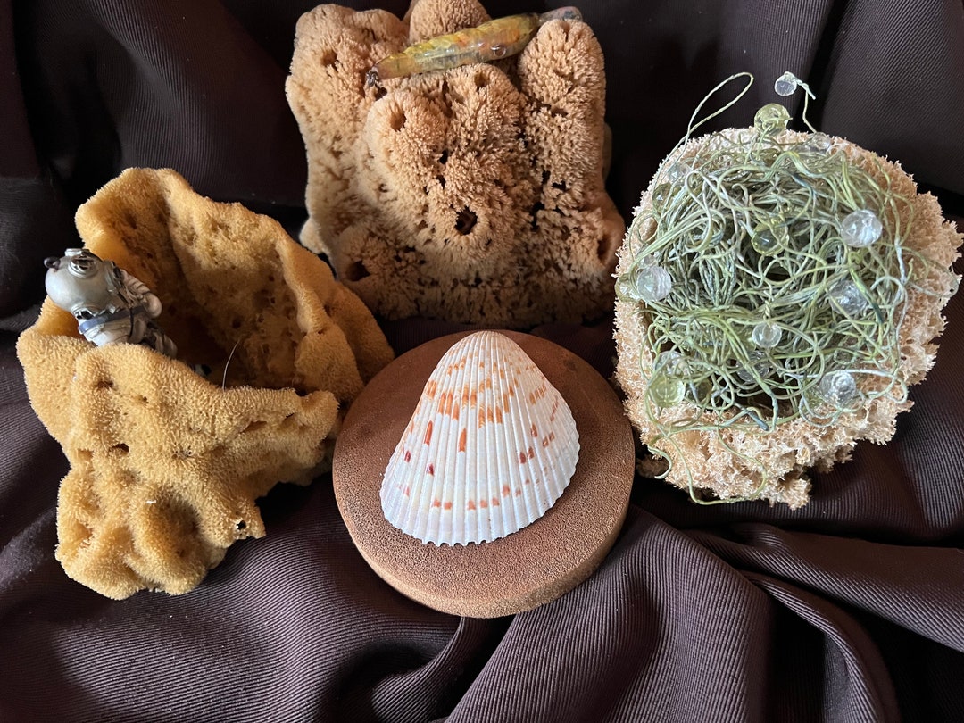 Triple Tails Trio Sea Sponges Grass Barrel Yellow Sea Sponges Cottage ...