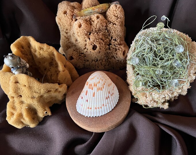 Triple Tails Trio Sea Sponges Grass Barrel Yellow Sea Sponges Cottage ...