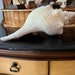 Gulf Coast Florida Horse Conk Shell - Etsy