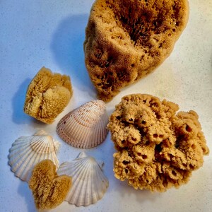 Nautical Gifts 7 VARIETY Tabletop Display Sea Sponge Sea Shell Cottage ...